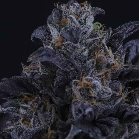 Crockett Family Farms - Grape X - Heritage Seedbank