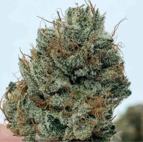 Crockett Family Farms - Peach Perfection - Heritage Seed Bank