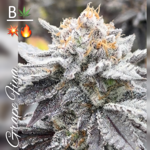 Beleaf Seeds - Grape Fiya - Heritage Seed Bank