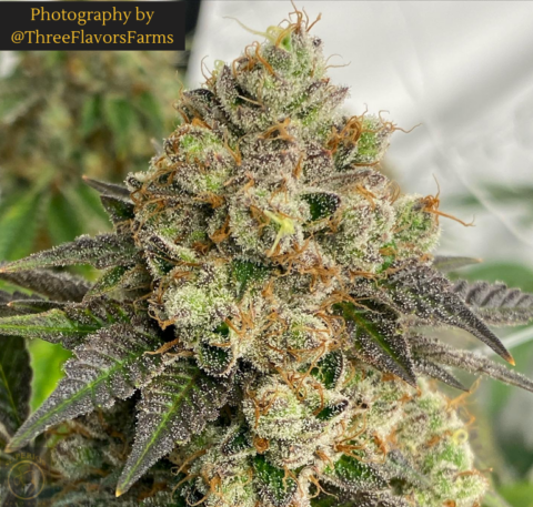 Jaws Genetics - Alien Cookies F2 - Heritage Seed Bank