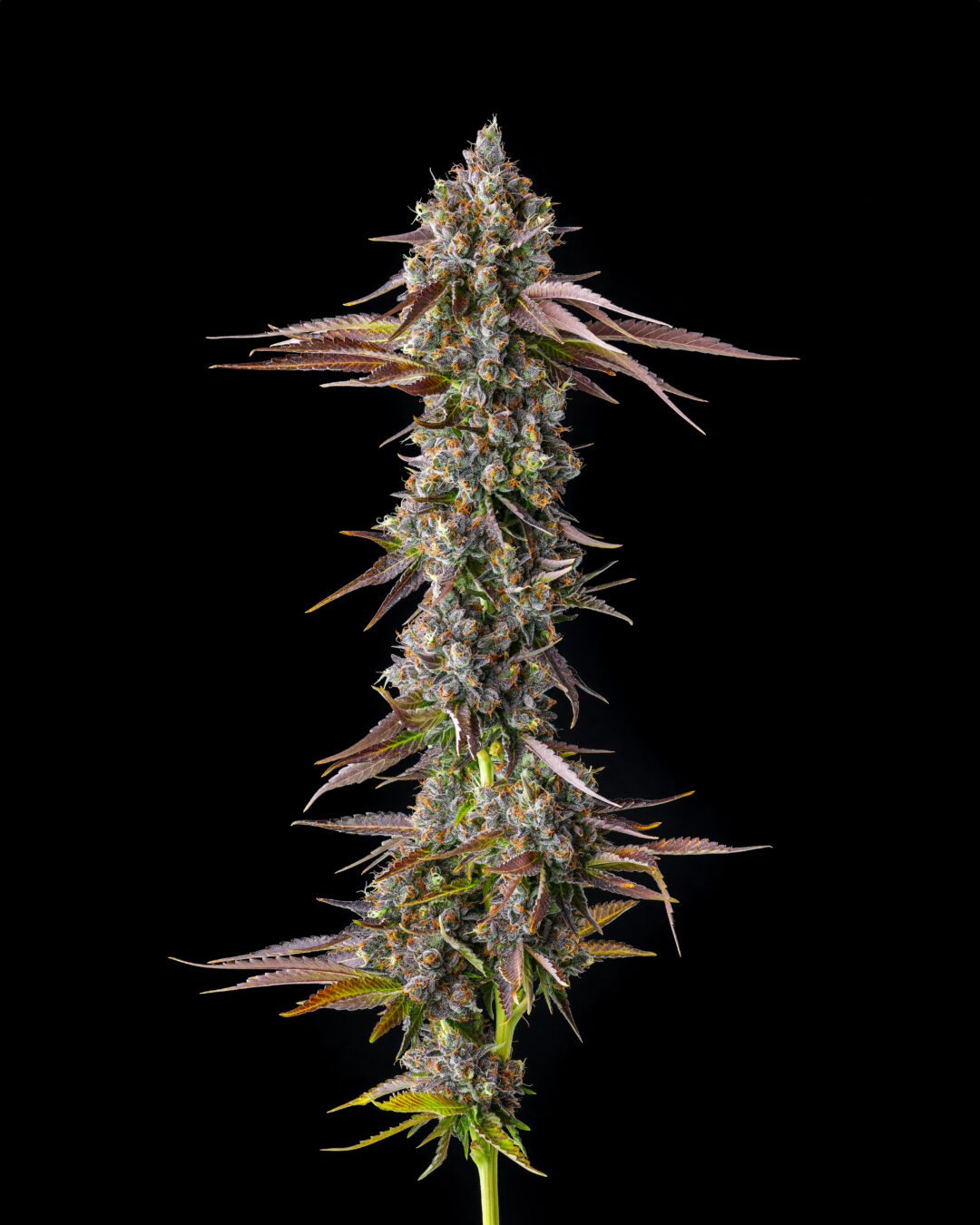 Compound Genetics - Strawberry Skrilla - Heritage Seed Bank