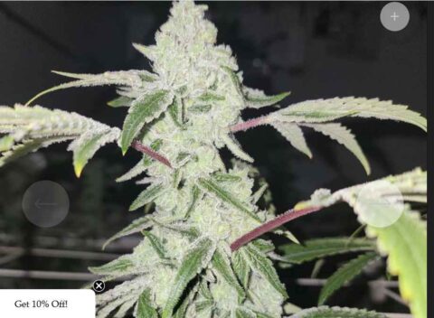 Capulator - Goat Gas - Heritage Seed Bank