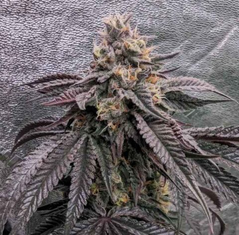 Umami Seed Co - Purple Limeade - Heritage Seed Bank