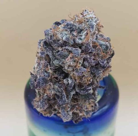 Capulator - Slip N Spray - Heritage Seed Bank