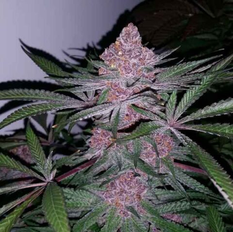 Pirates Of The Emerald Triangle - Patient Zero - Heritage Seed Bank