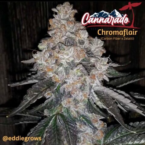 Cannarado Genetics - Chromaflair - Heritage Seed Bank