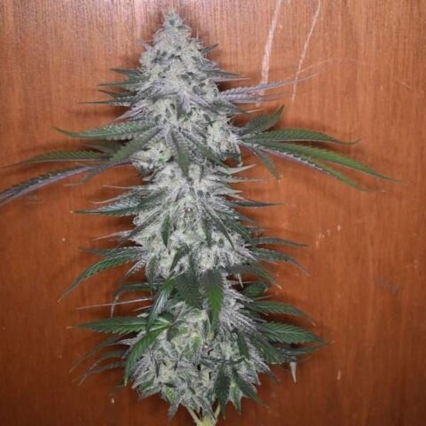Jaws Genetics - Alien Gorg F1 - Heritage Seed Bank