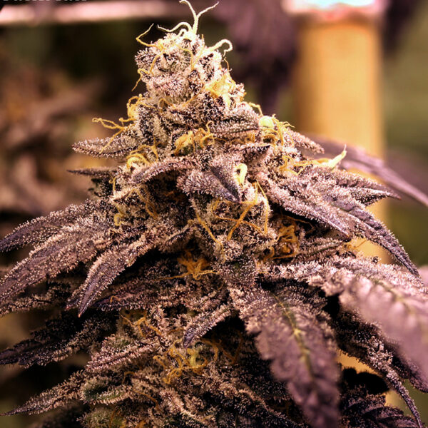 Rare Dankness Seeds (Reg & Fem) | Heritage Seed Bank